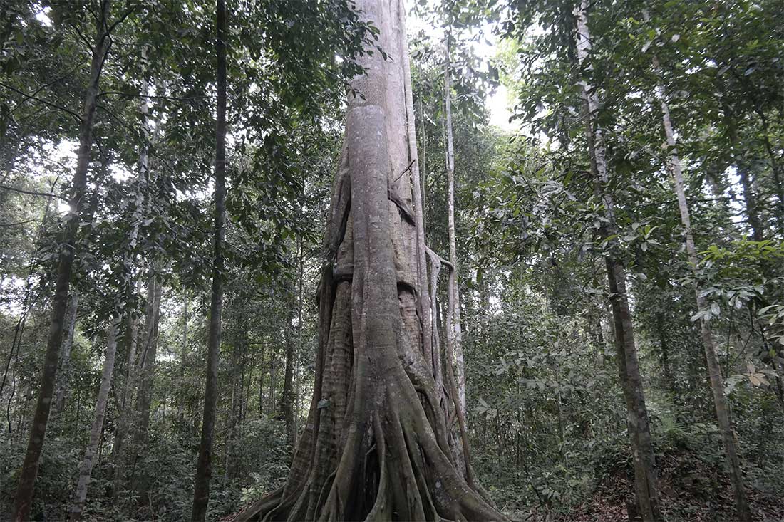 Pentingnya Pengakuan Masyarakat Adat dan Hutan Adat oleh Pemerintah ...